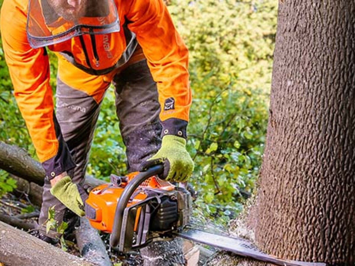 Iki 2025 m. spalio pabaigos bus atliekami medžių kirtimo ir genėjimo ...